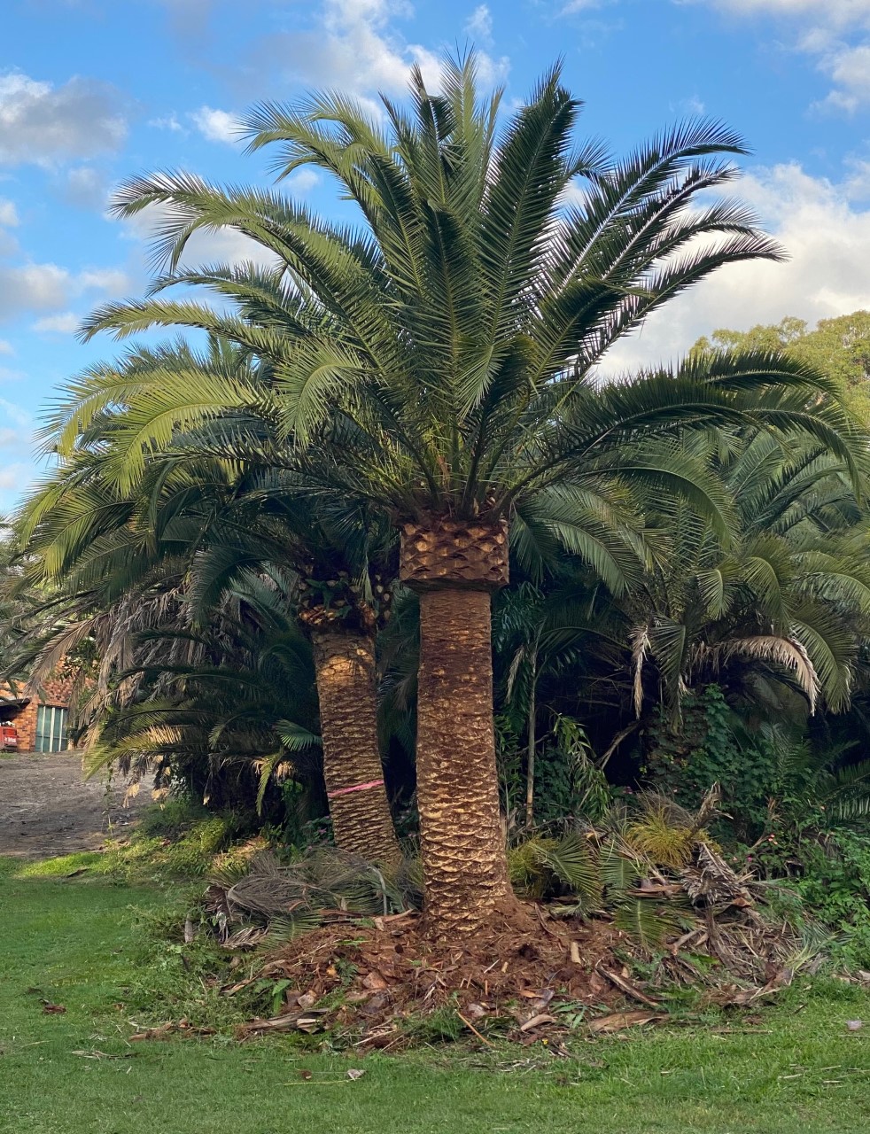 Adam's Palm Services