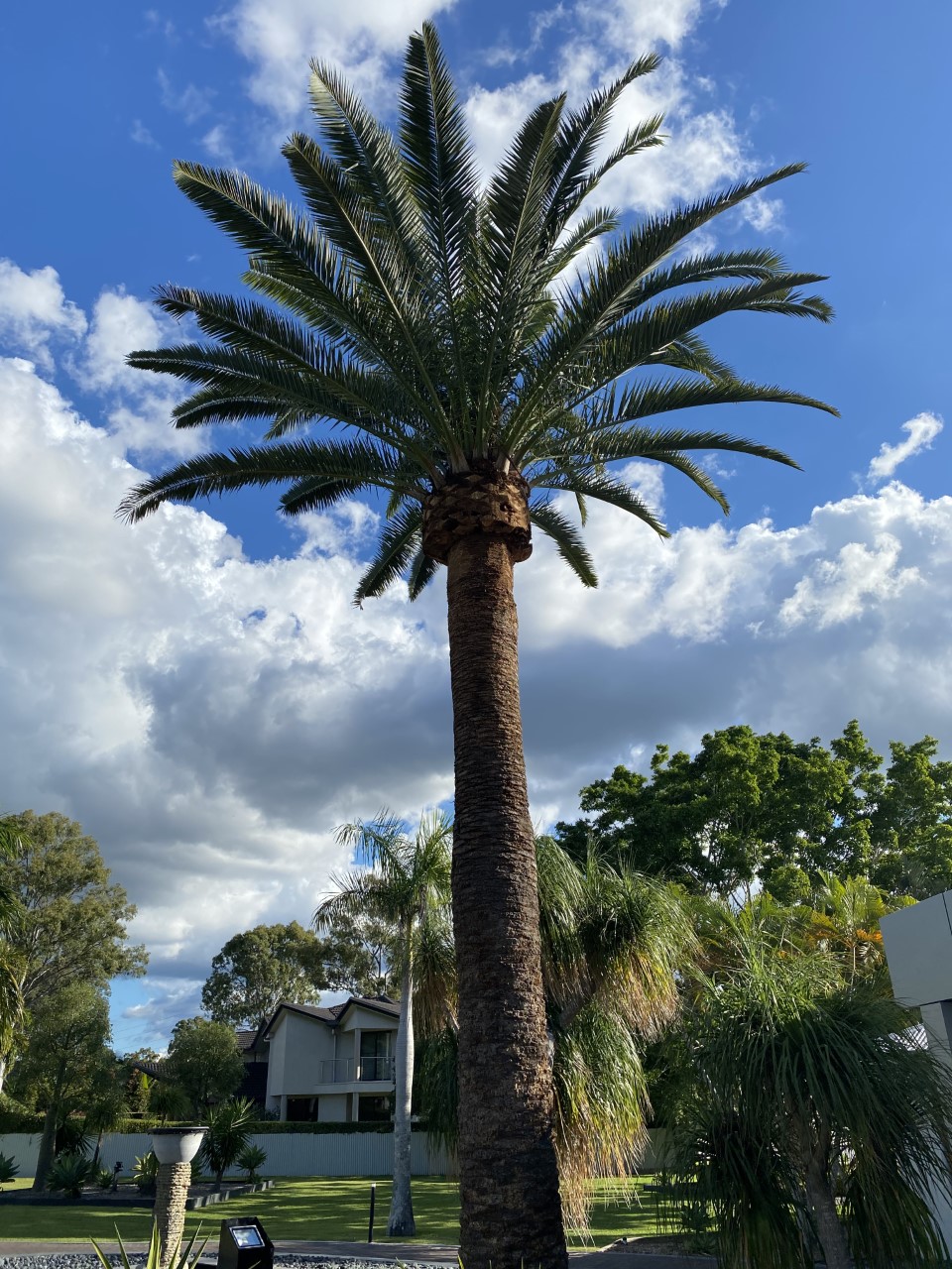 Gallery – Adam's Palm Services